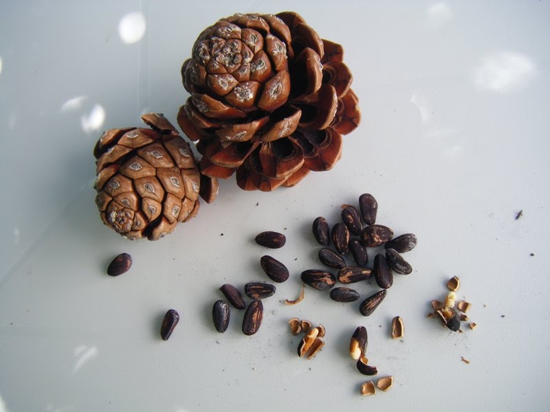 Pinheiro Manso – nPlantas